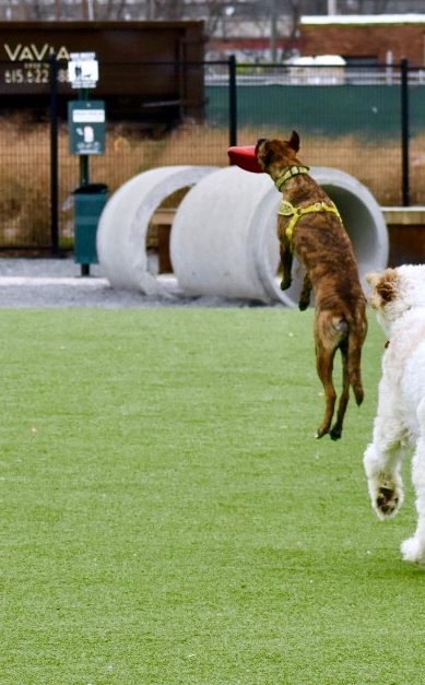 Life, Camera, Action